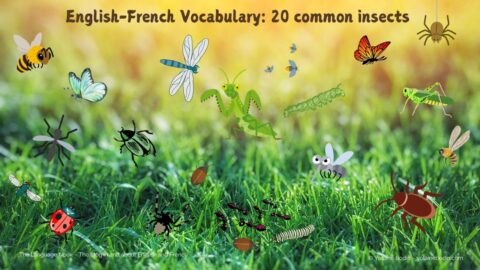 20 common insect names in English and in French | Yolaine Bodin